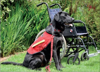 A Guide to Assistance Dogs – www.London-Transfers.com